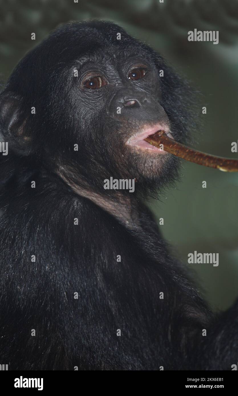 Bonobo oder Zwergschimpanse / Pygmy chimpanzee / Pan paniscus Stock ...