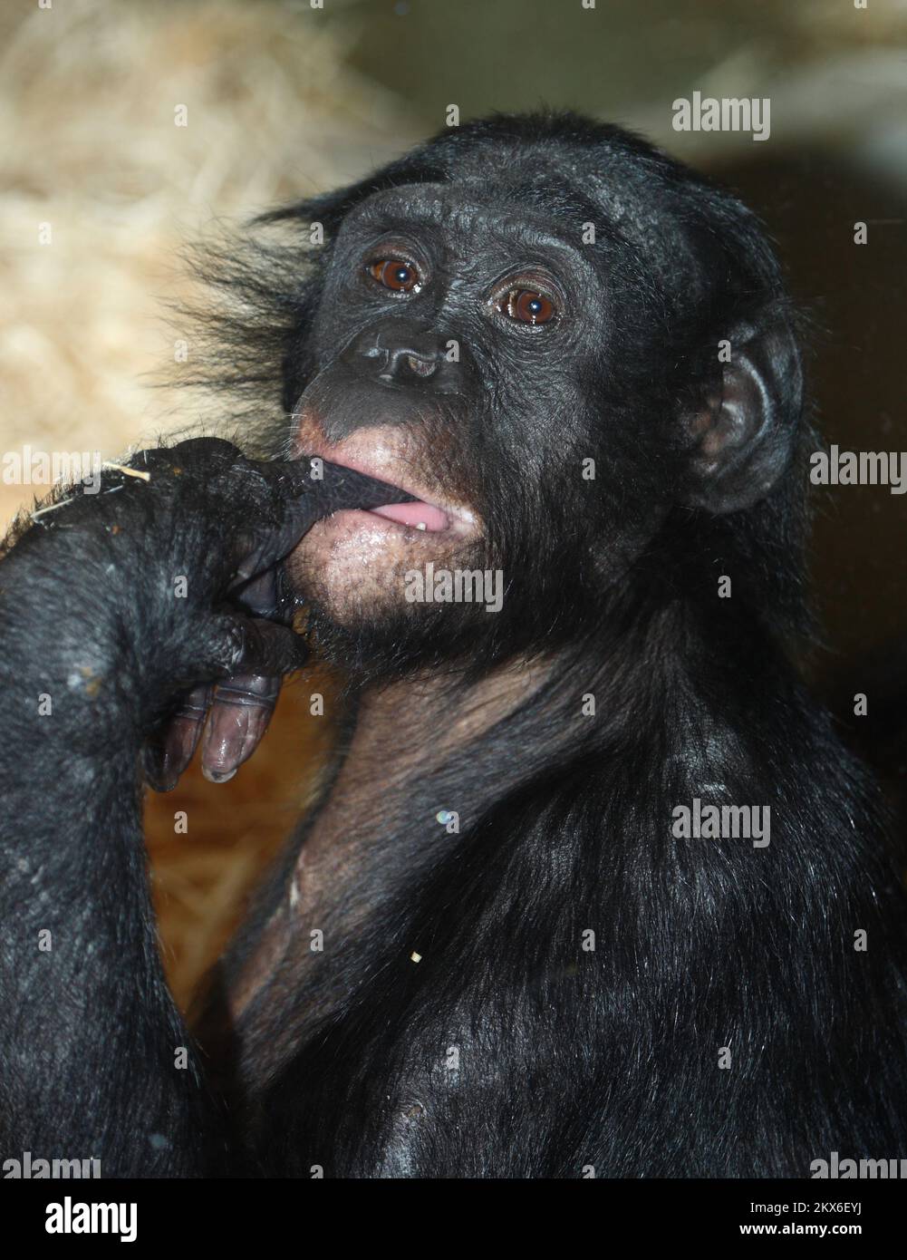 Bonobo oder Zwergschimpanse / Pygmy chimpanzee / Pan paniscus Stock ...
