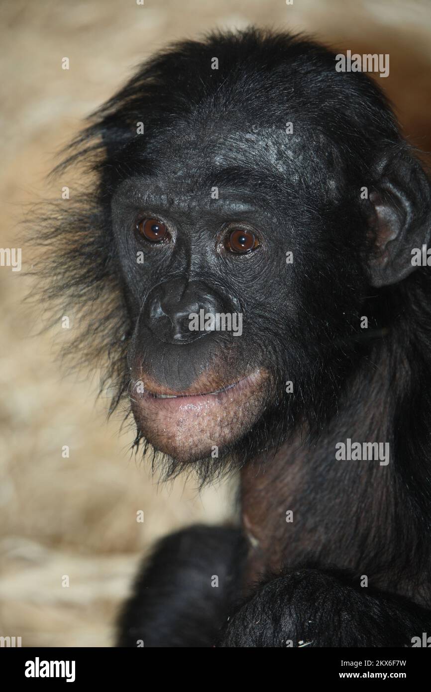 Bonobo oder Zwergschimpanse / Pygmy chimpanzee / Pan paniscus Stock ...