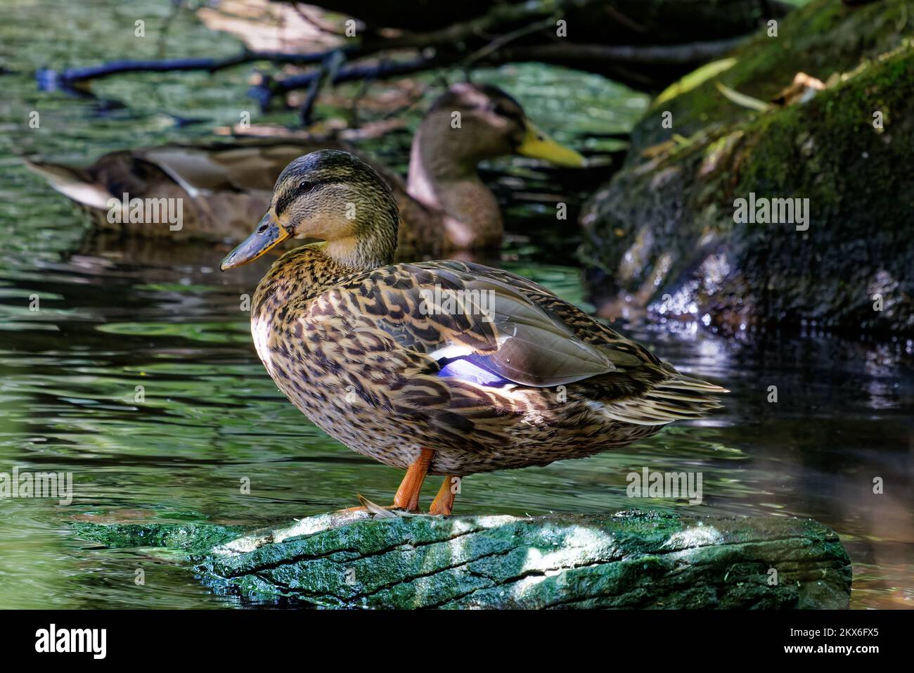 Female Mallard Duck Stock Photo - Alamy