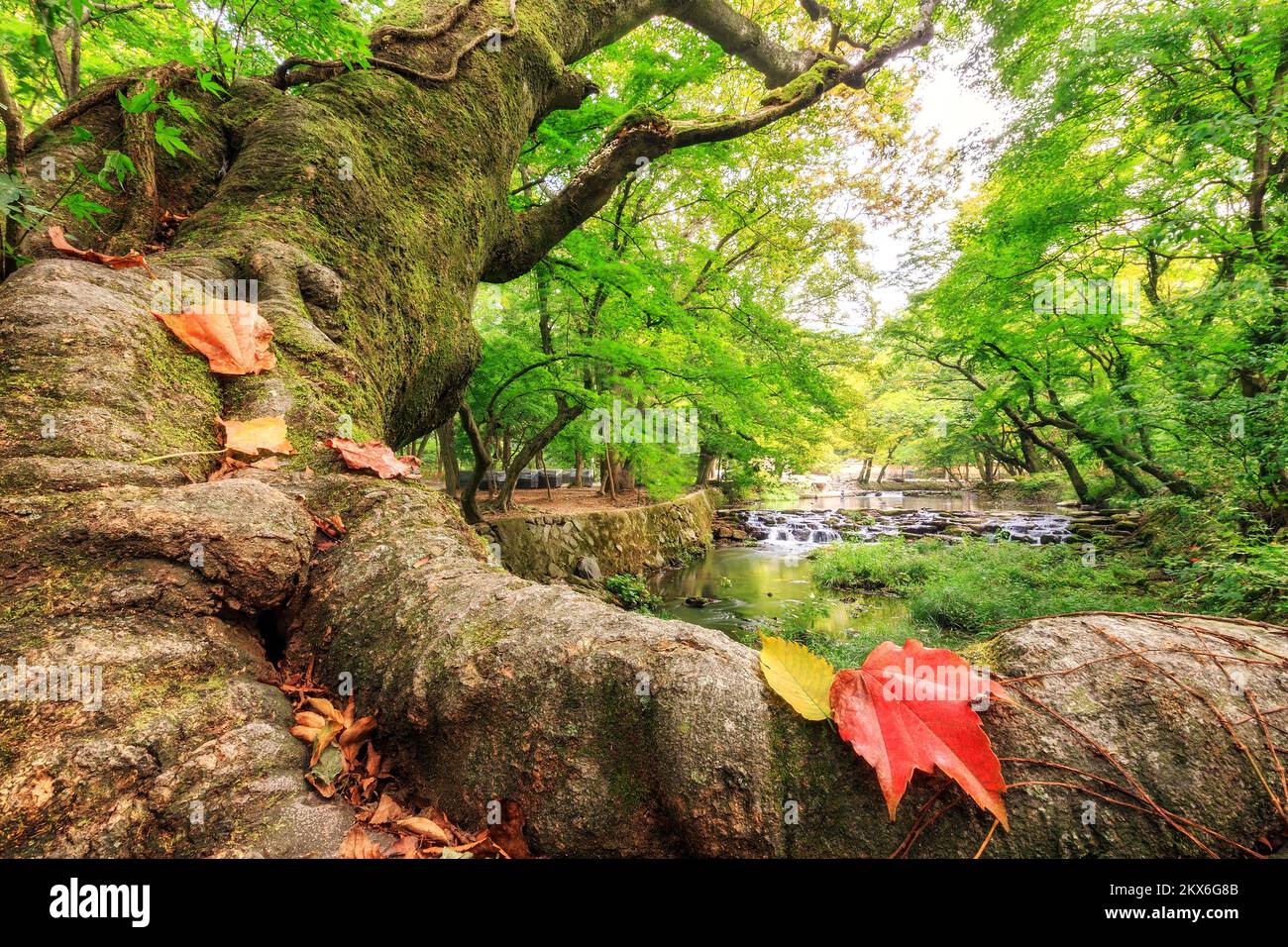 Bottom view trees full green hi-res stock photography and images - Alamy