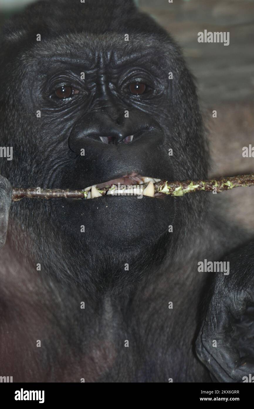 Westlicher Flachlandgorilla / Western lowland gorilla / Gorilla gorilla ...