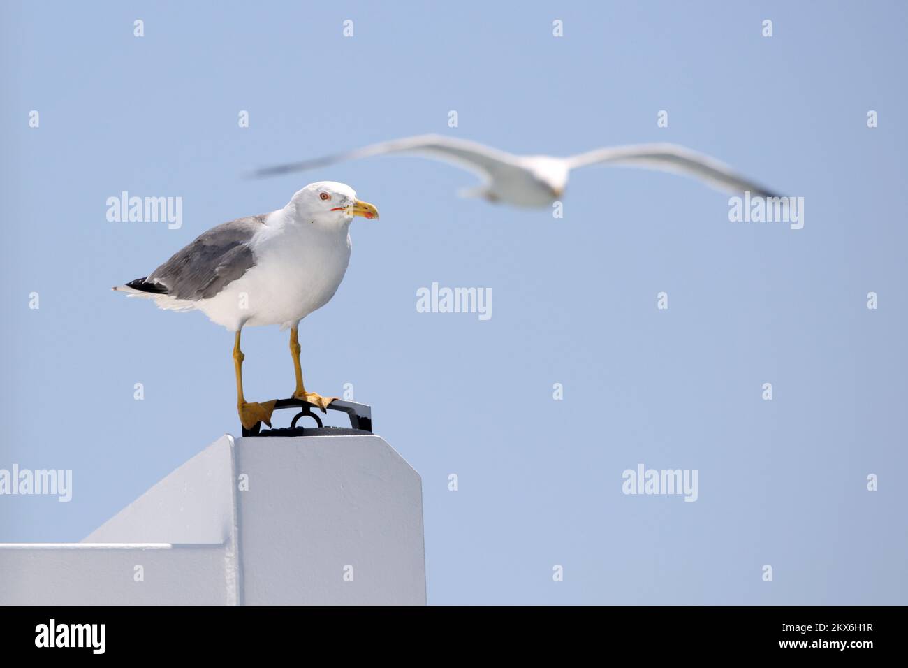 12.06.2018., Supetar, Island Brac - Gull in flight Photo: Miranda ...