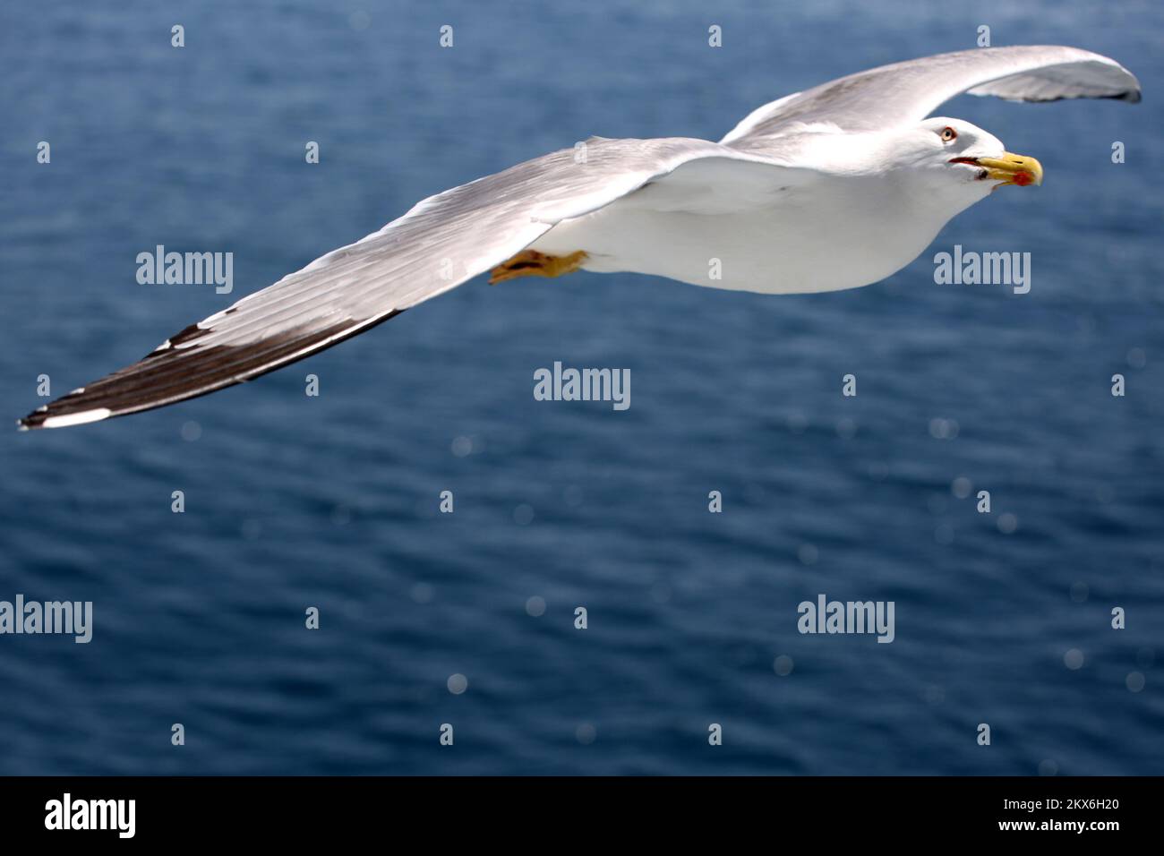 12.06.2018., Supetar, Island Brac - Gull in flight Photo: Miranda ...