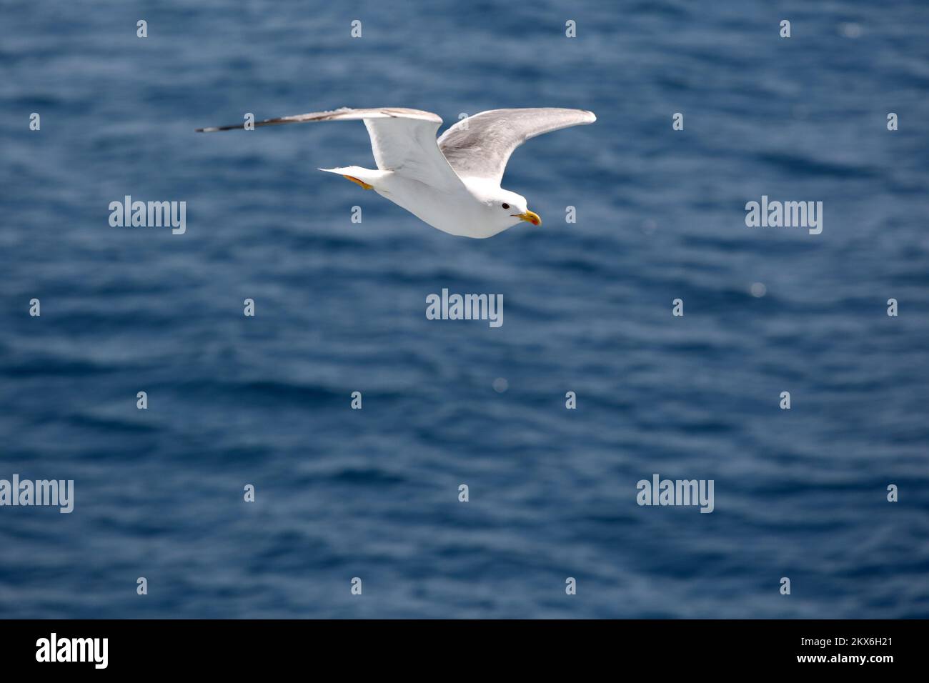 12.06.2018., Supetar, Island Brac - Gull in flight Photo: Miranda ...