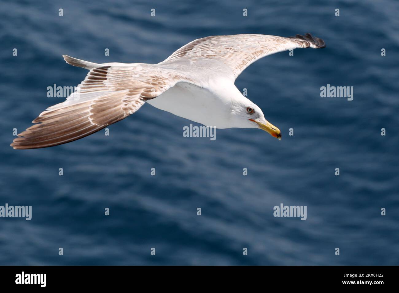 12.06.2018., Supetar, Island Brac - Gull in flight Photo: Miranda ...