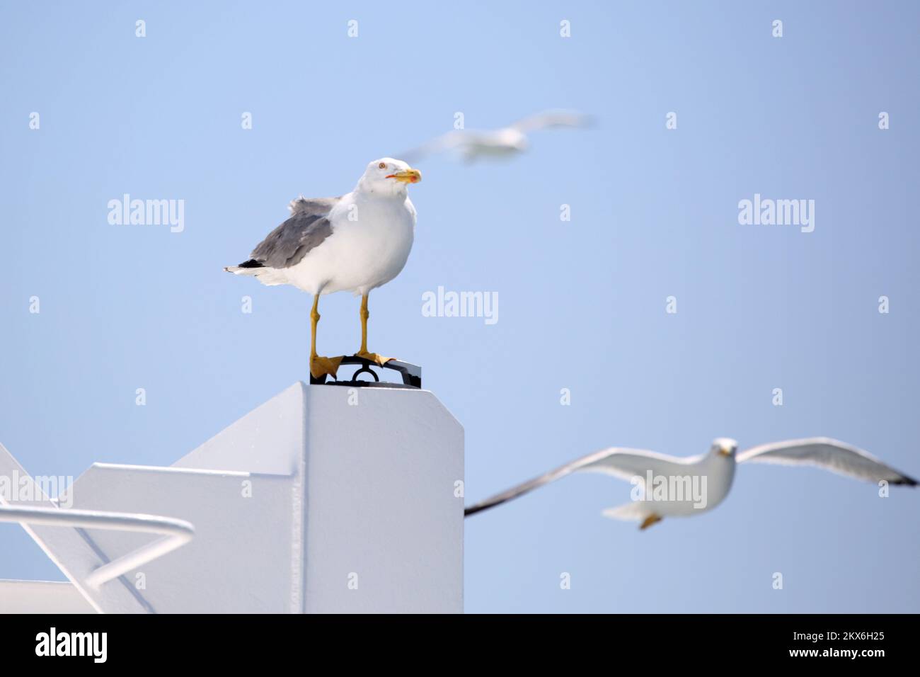 12.06.2018., Supetar, Island Brac - Gull in flight Photo: Miranda ...