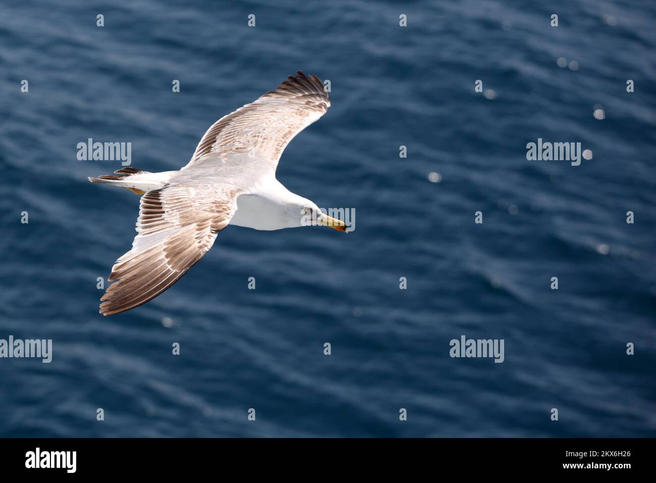 12.06.2018., Supetar, Island Brac - Gull in flight Photo: Miranda ...