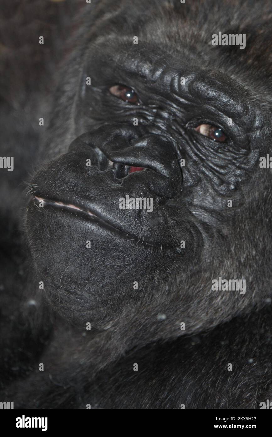 Westlicher Flachlandgorilla / Western lowland gorilla / Gorilla gorilla ...