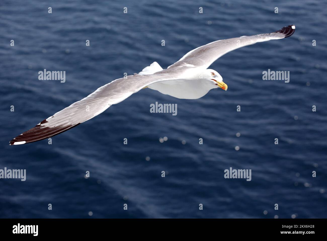 12.06.2018., Supetar, Island Brac - Gull in flight Photo: Miranda ...