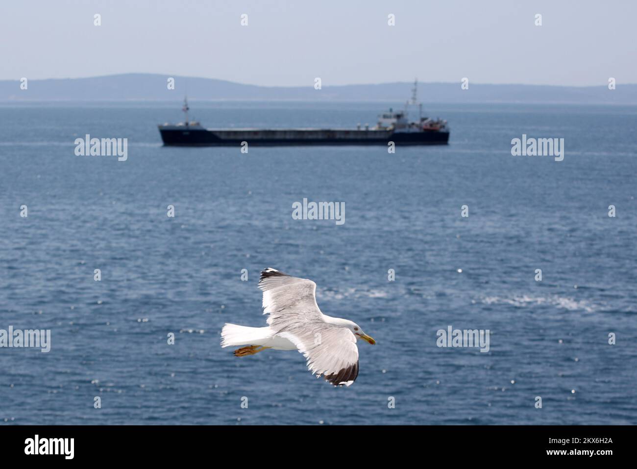 12.06.2018., Supetar, Island Brac - Gull in flight Photo: Miranda ...
