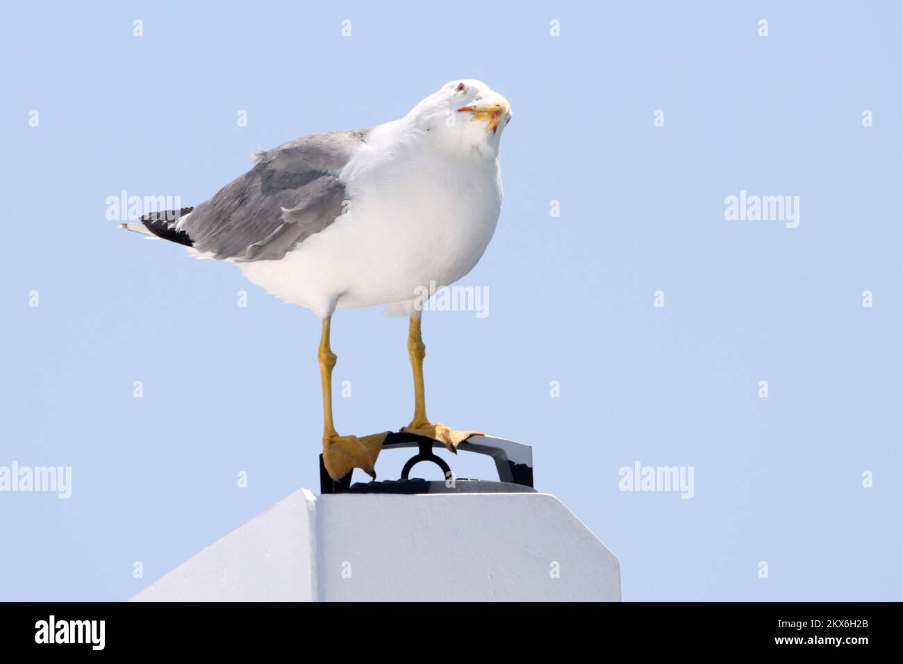 12.06.2018., Supetar, Island Brac - Gull in flight Photo: Miranda ...