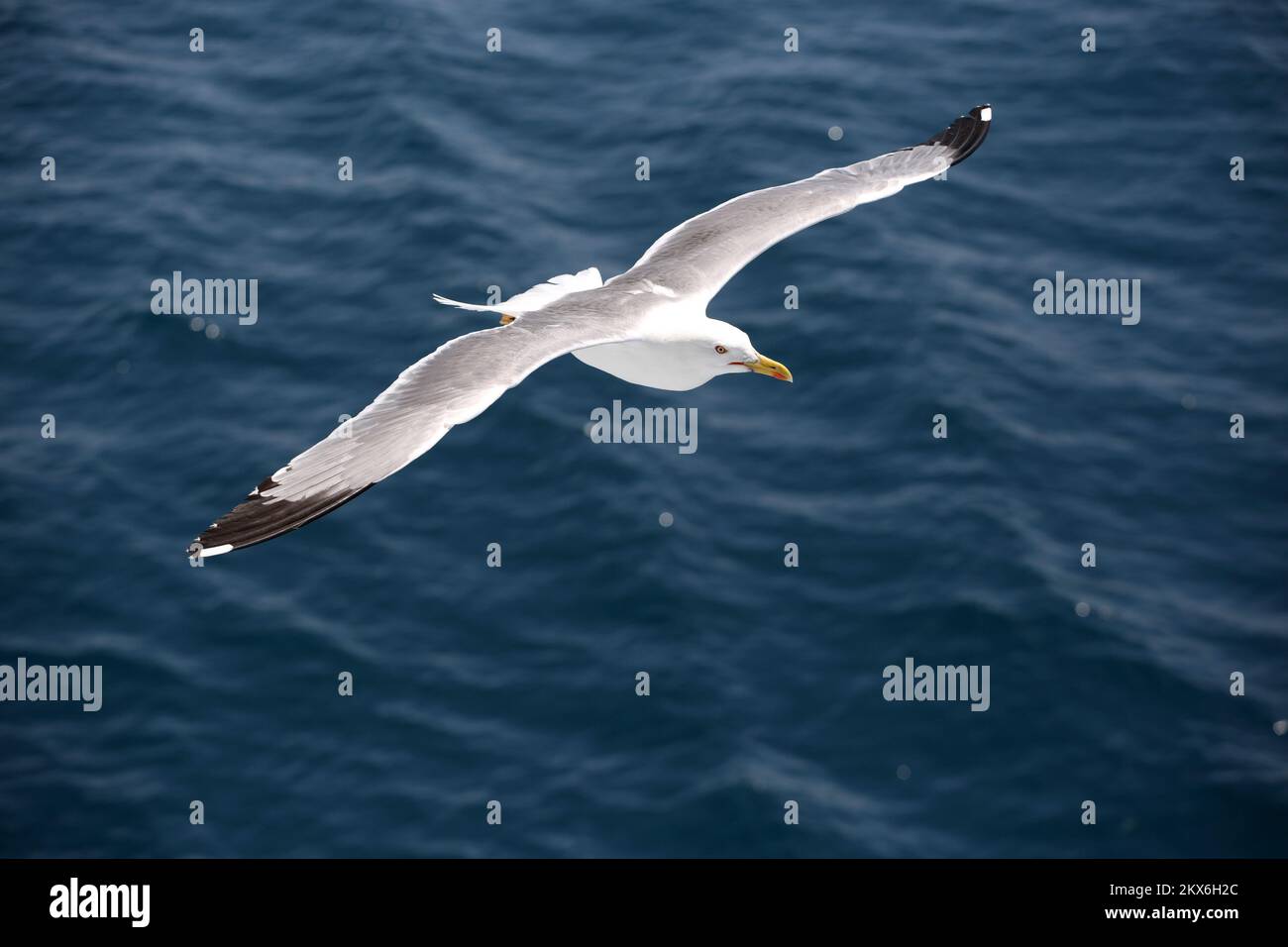 12.06.2018., Supetar, Island Brac - Gull in flight Photo: Miranda ...