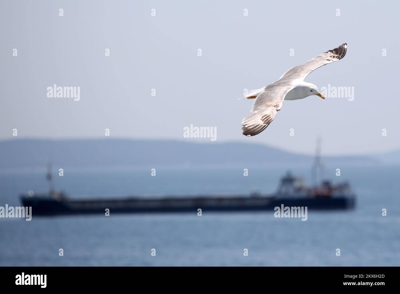 12.06.2018., Supetar, Island Brac - Gull in flight Photo: Miranda ...