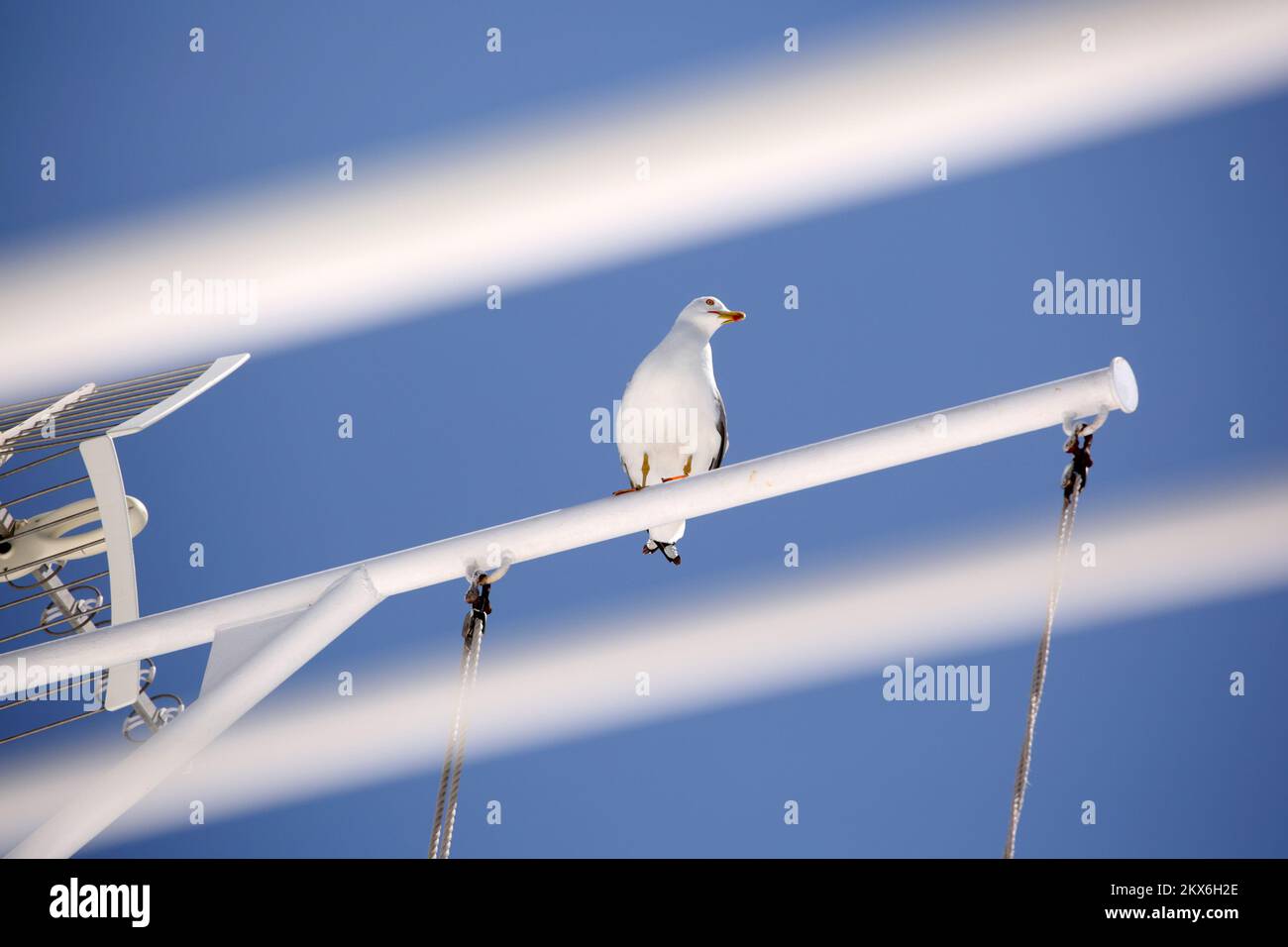 12.06.2018., Supetar, Island Brac - Gull in flight Photo: Miranda ...