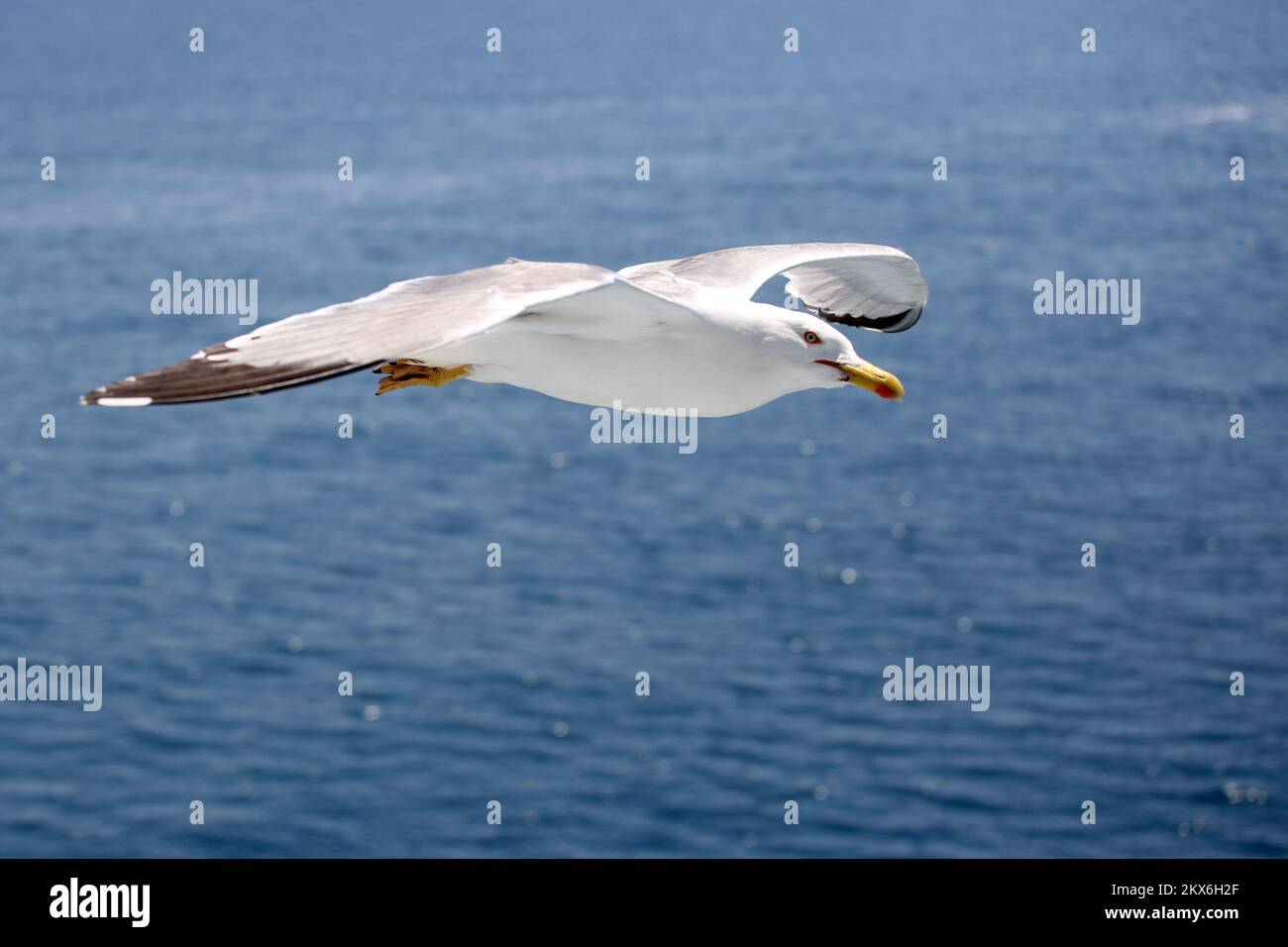 12.06.2018., Supetar, Island Brac - Gull in flight Photo: Miranda ...