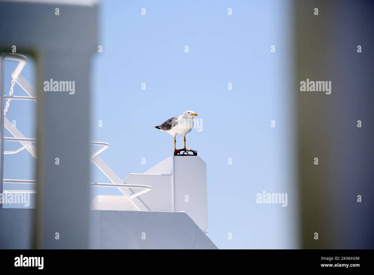 12.06.2018., Supetar, Island Brac - Gull in flight Photo: Miranda ...