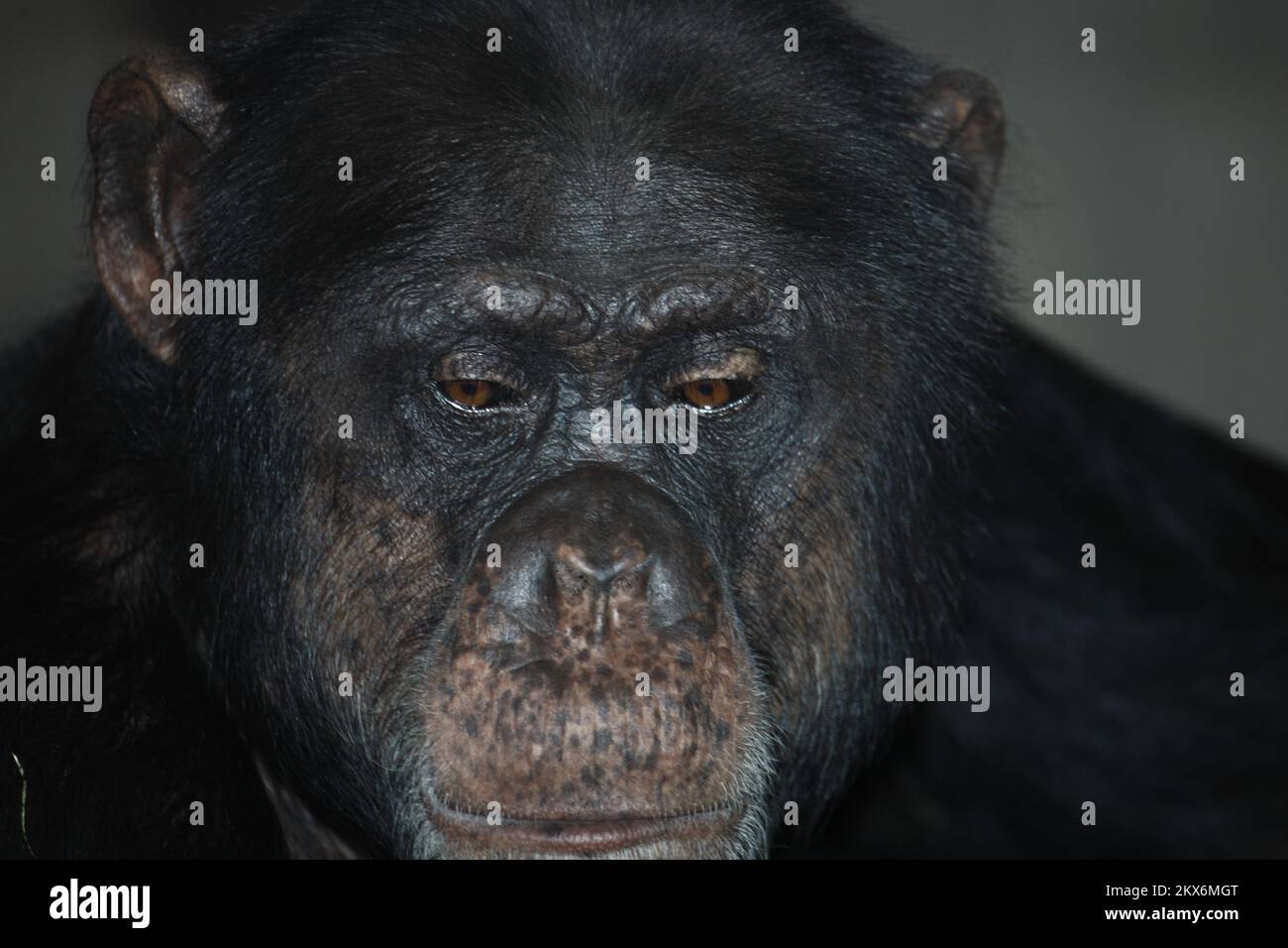 Gemeiner Schimpanse / Common chimpanzee / Pan troglodytes Stock Photo ...