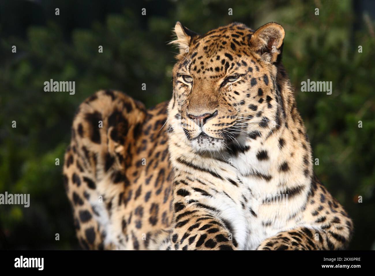 Amurleopard / Amur leopard / Panthera pardus orientalis Stock Photo - Alamy