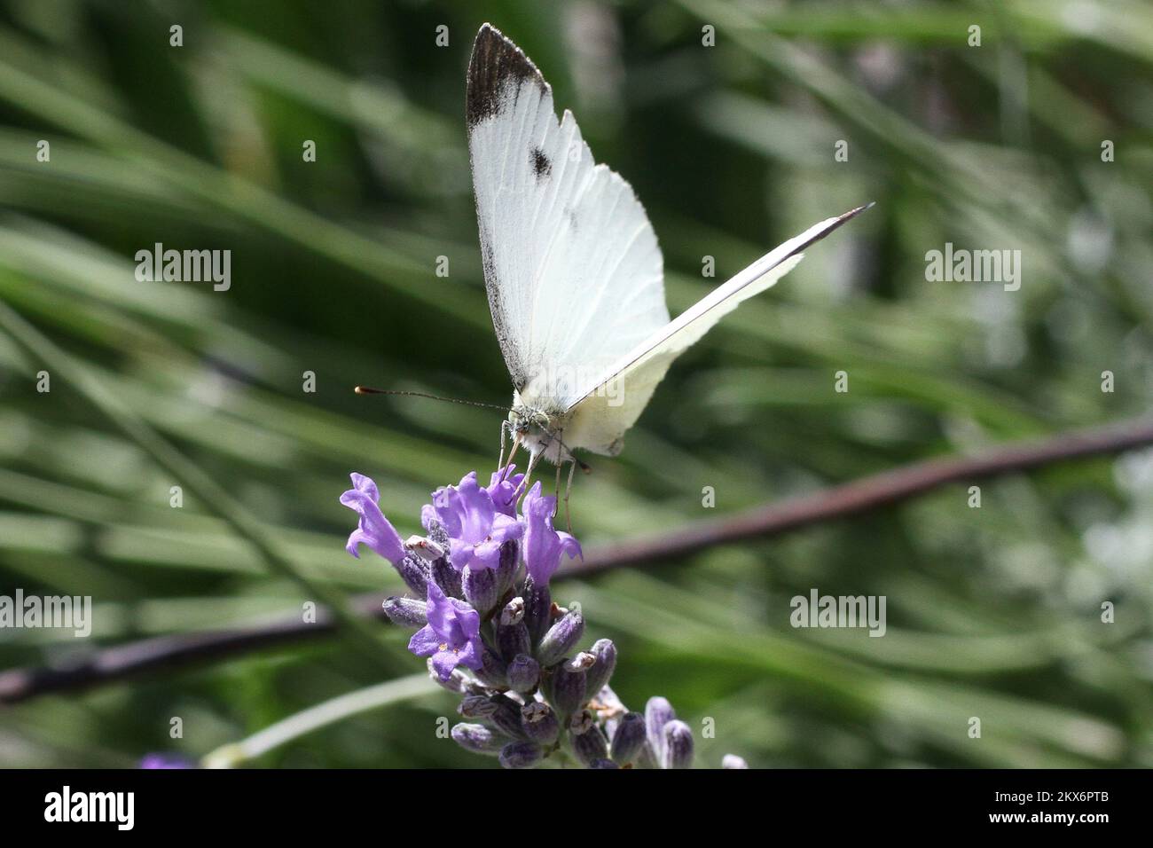 24.06.2018., Zagreb - Pieris rapae, the small white, is a small- to ...