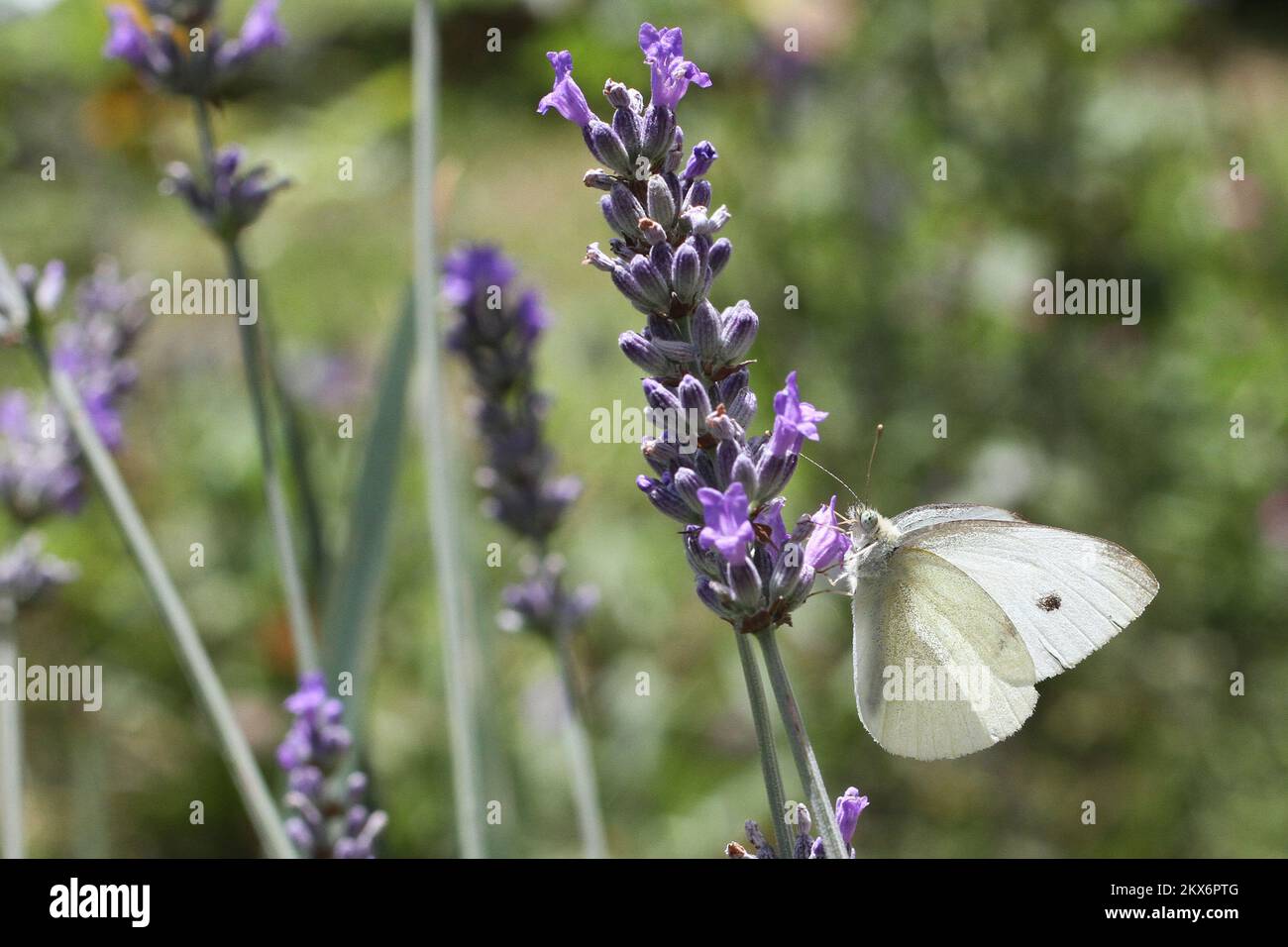 24.06.2018., Zagreb - Pieris rapae, the small white, is a small- to ...