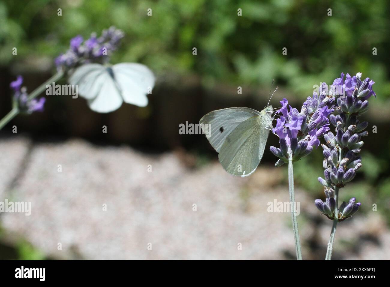 24.06.2018., Zagreb - Pieris rapae, the small white, is a small- to ...