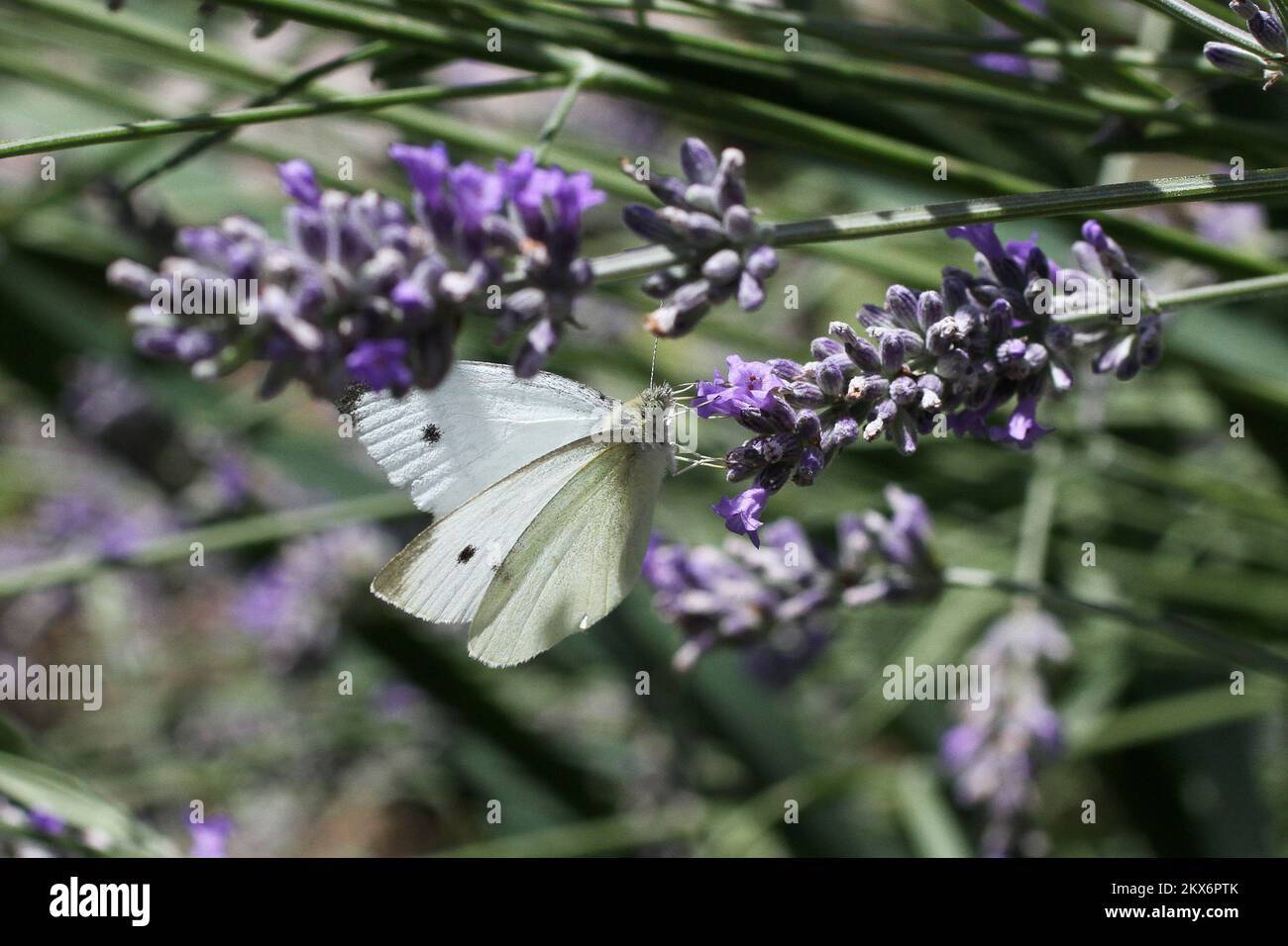 24.06.2018., Zagreb - Pieris rapae, the small white, is a small- to ...