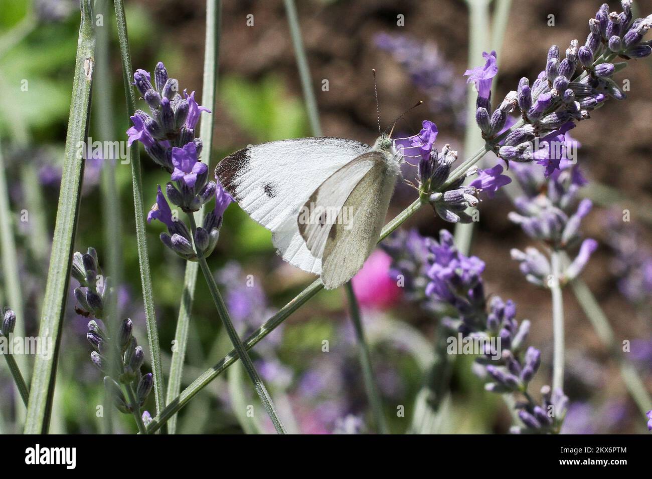 24.06.2018., Zagreb - Pieris rapae, the small white, is a small- to ...