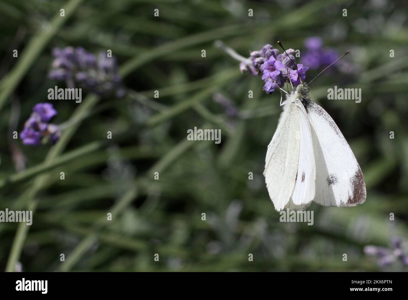24.06.2018., Zagreb - Pieris rapae, the small white, is a small- to ...