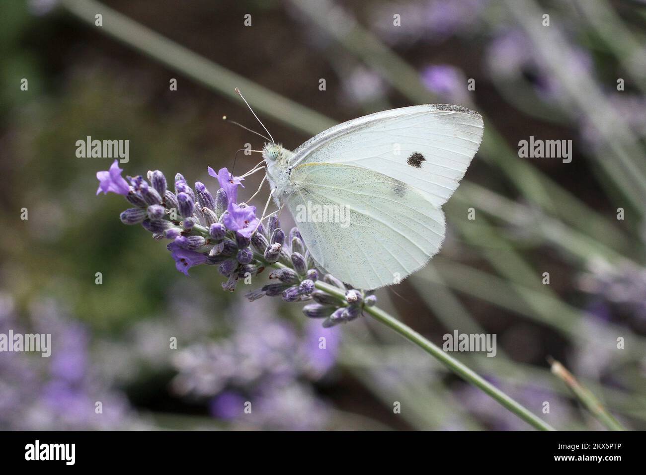 24.06.2018., Zagreb - Pieris rapae, the small white, is a small- to ...