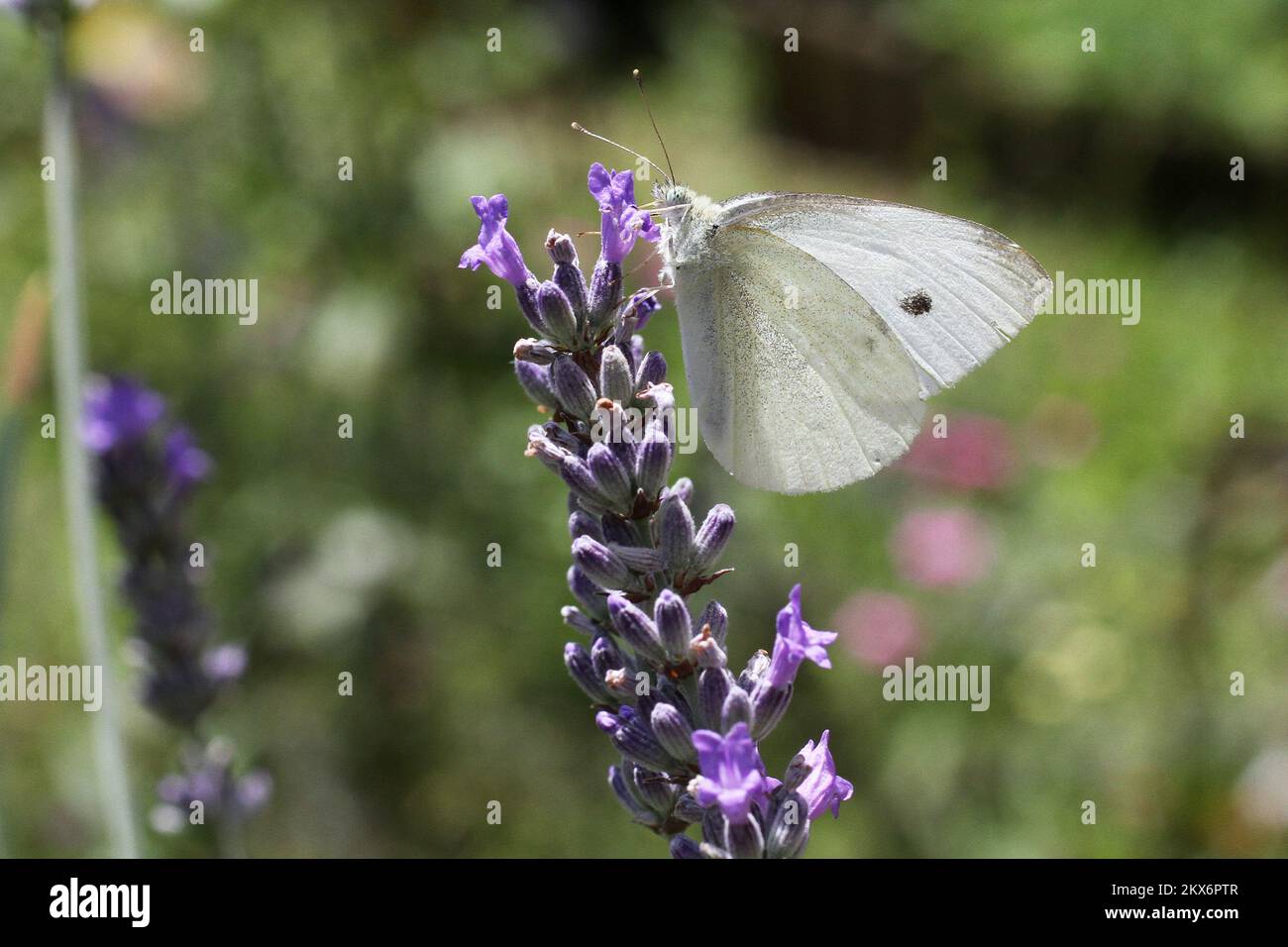 24.06.2018., Zagreb - Pieris rapae, the small white, is a small- to ...