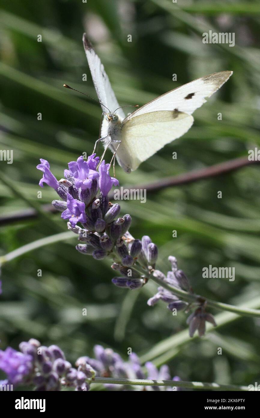 24.06.2018., Zagreb - Pieris rapae, the small white, is a small- to ...