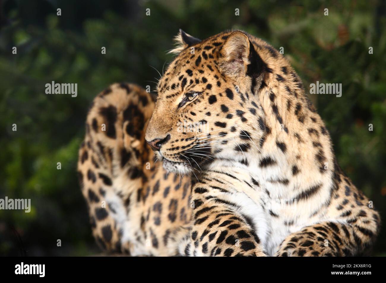 Amurleopard / Amur leopard / Panthera pardus orientalis Stock Photo - Alamy