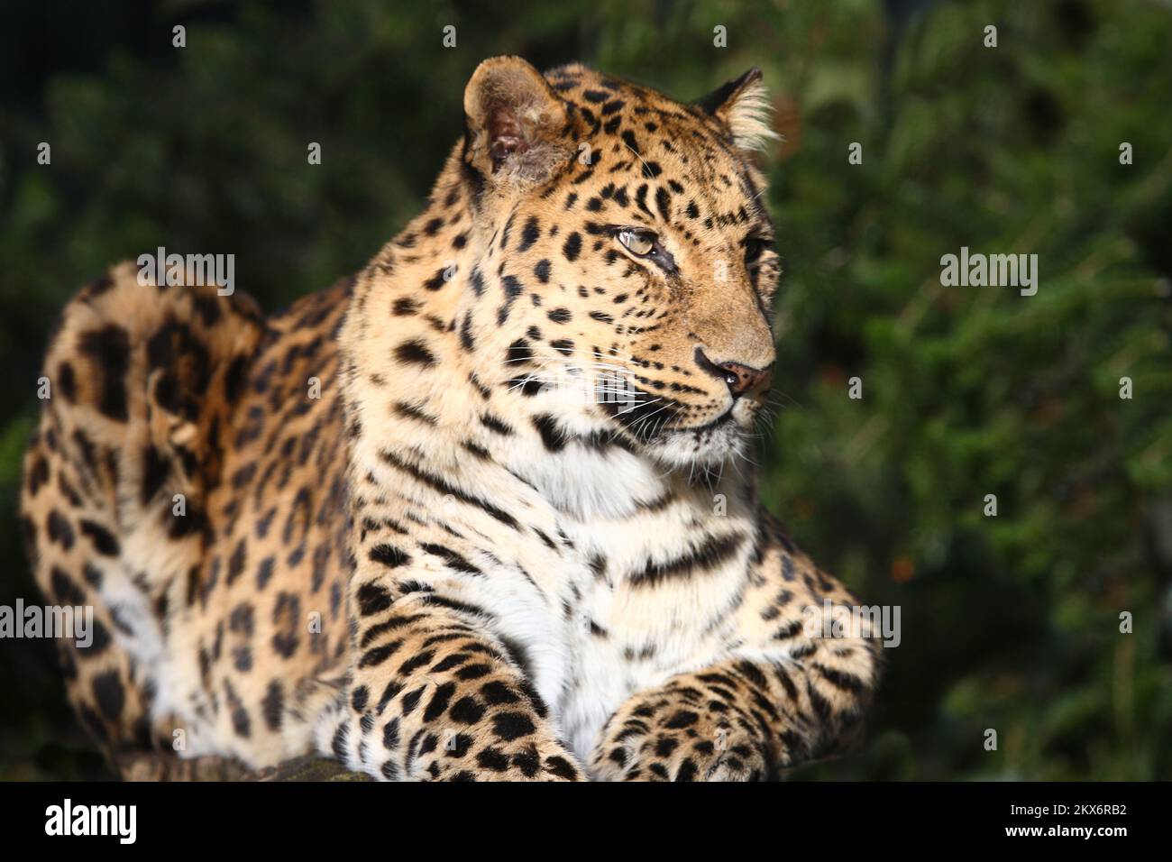 Amurleopard / Amur leopard / Panthera pardus orientalis Stock Photo - Alamy