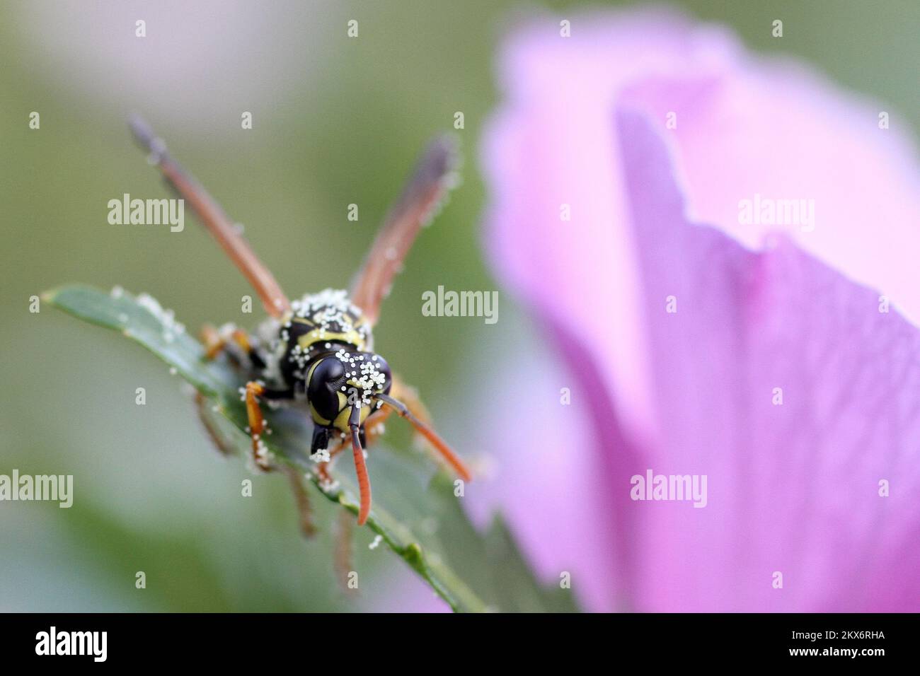 New zealand wasp hi-res stock photography and images - Alamy