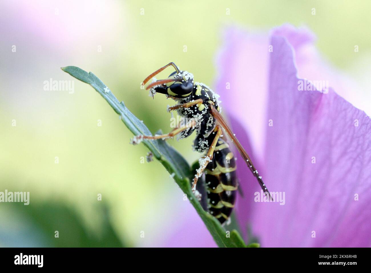 New zealand wasp hi-res stock photography and images - Alamy