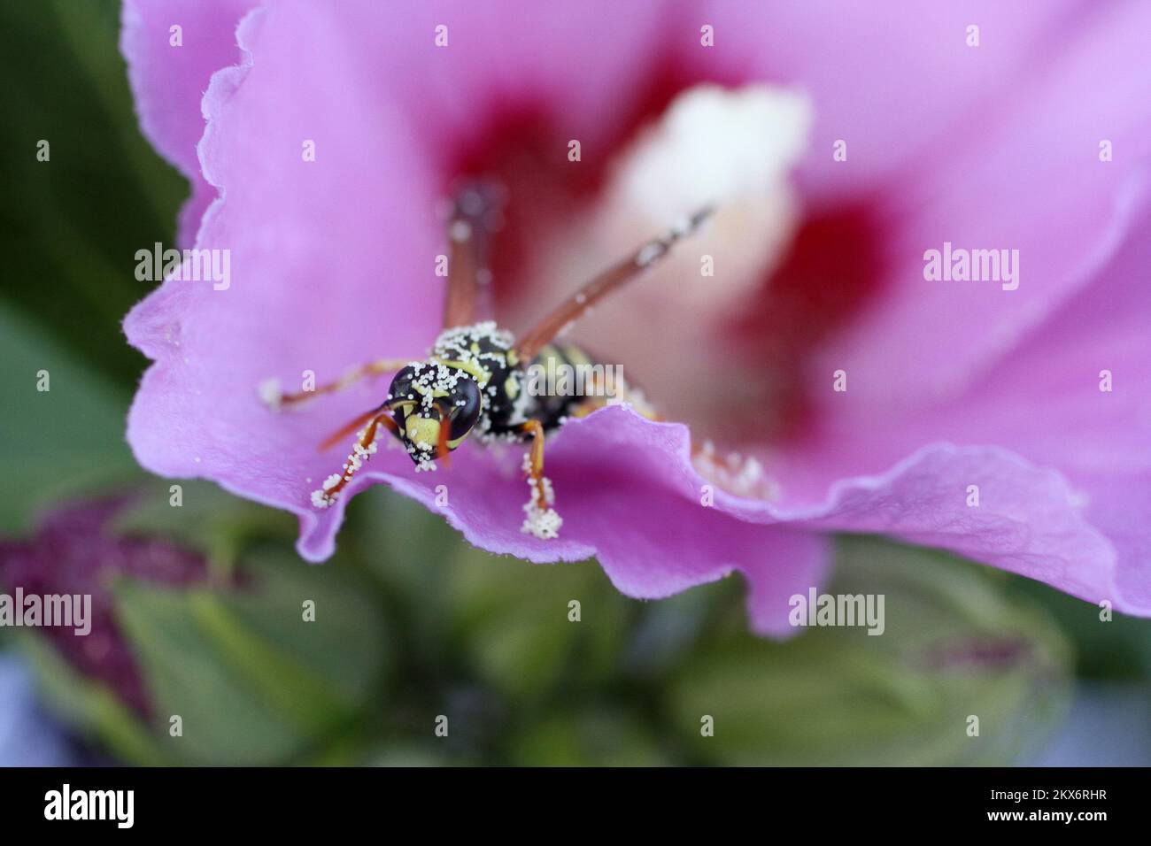 25.06.2018., Zagreb, Croatia - Vespula vulgaris, known as the common ...