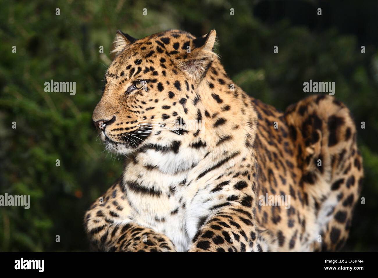 Amurleopard / Amur leopard / Panthera pardus orientalis Stock Photo - Alamy