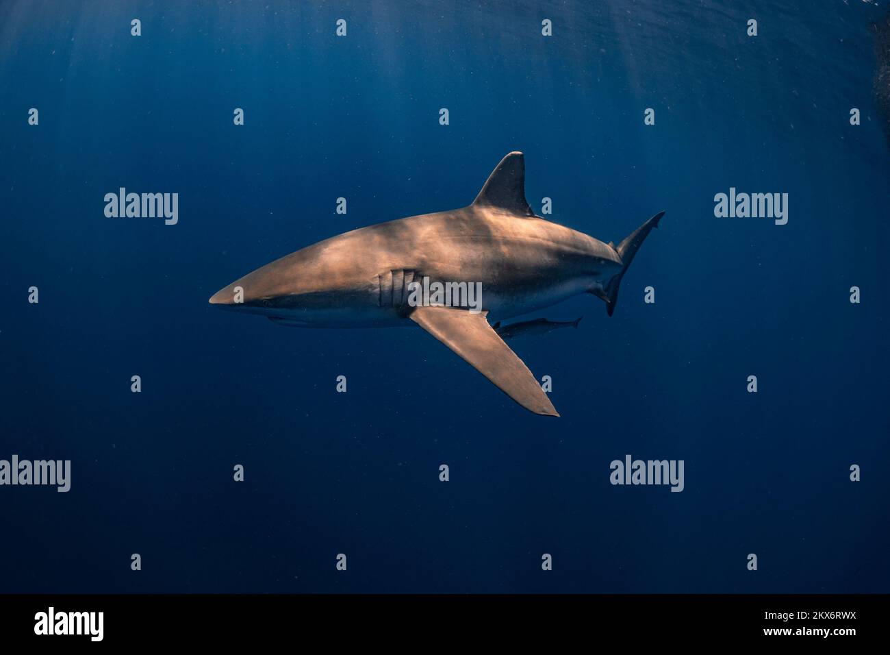 THESE STUNNING images from November 29 have captured a hungry shark ...