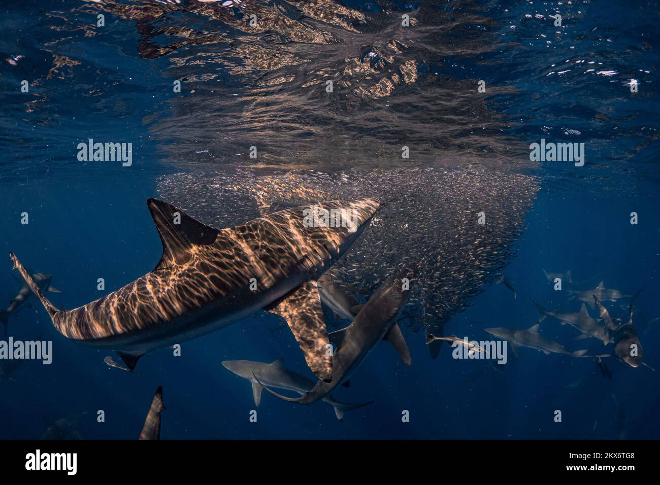 THESE STUNNING images from November 29 have captured a hungry shark ...