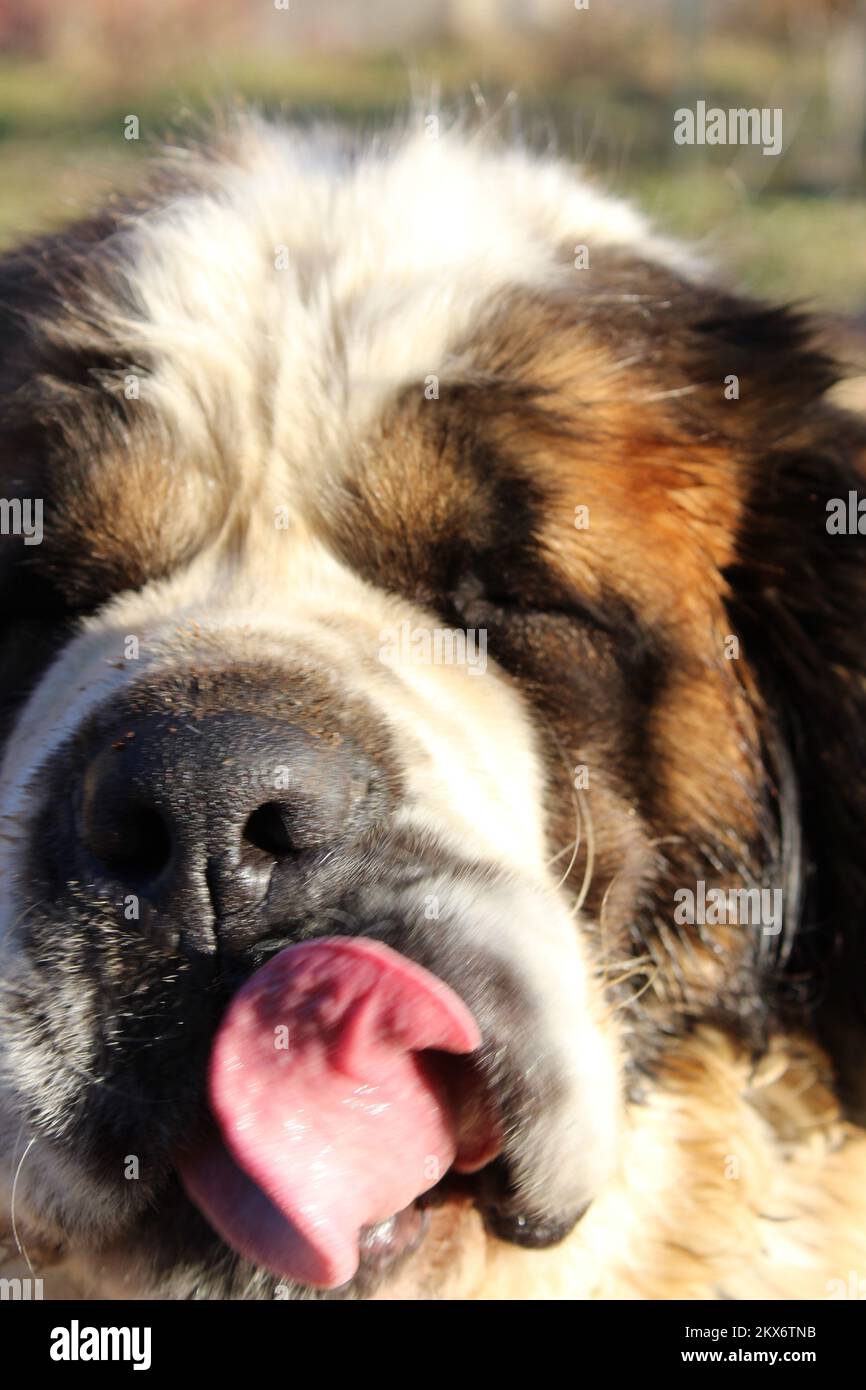beautiful st. bernard lick himself in a sunny day Stock Photo - Alamy