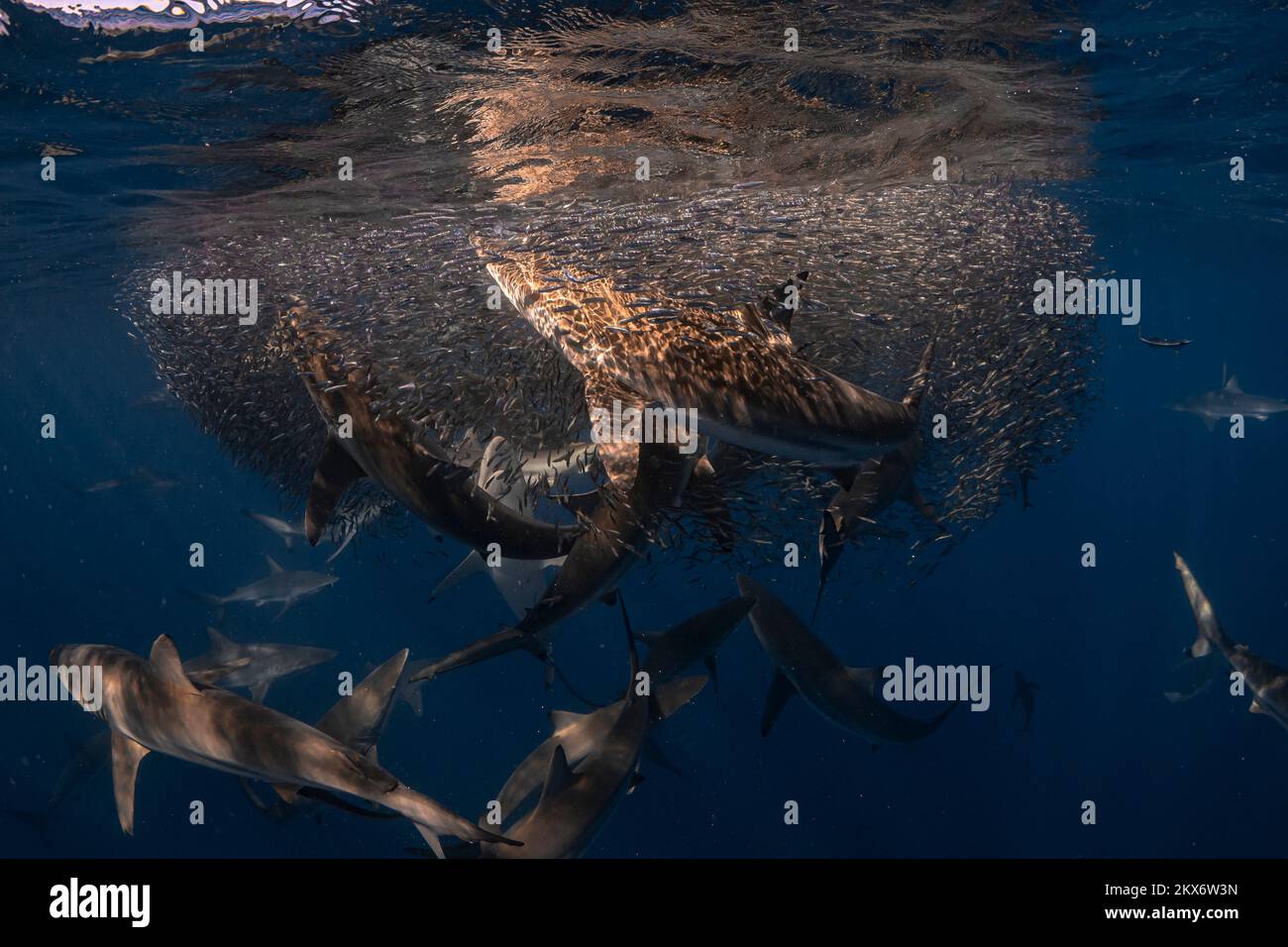 THESE STUNNING images from November 29 have captured a hungry shark ...