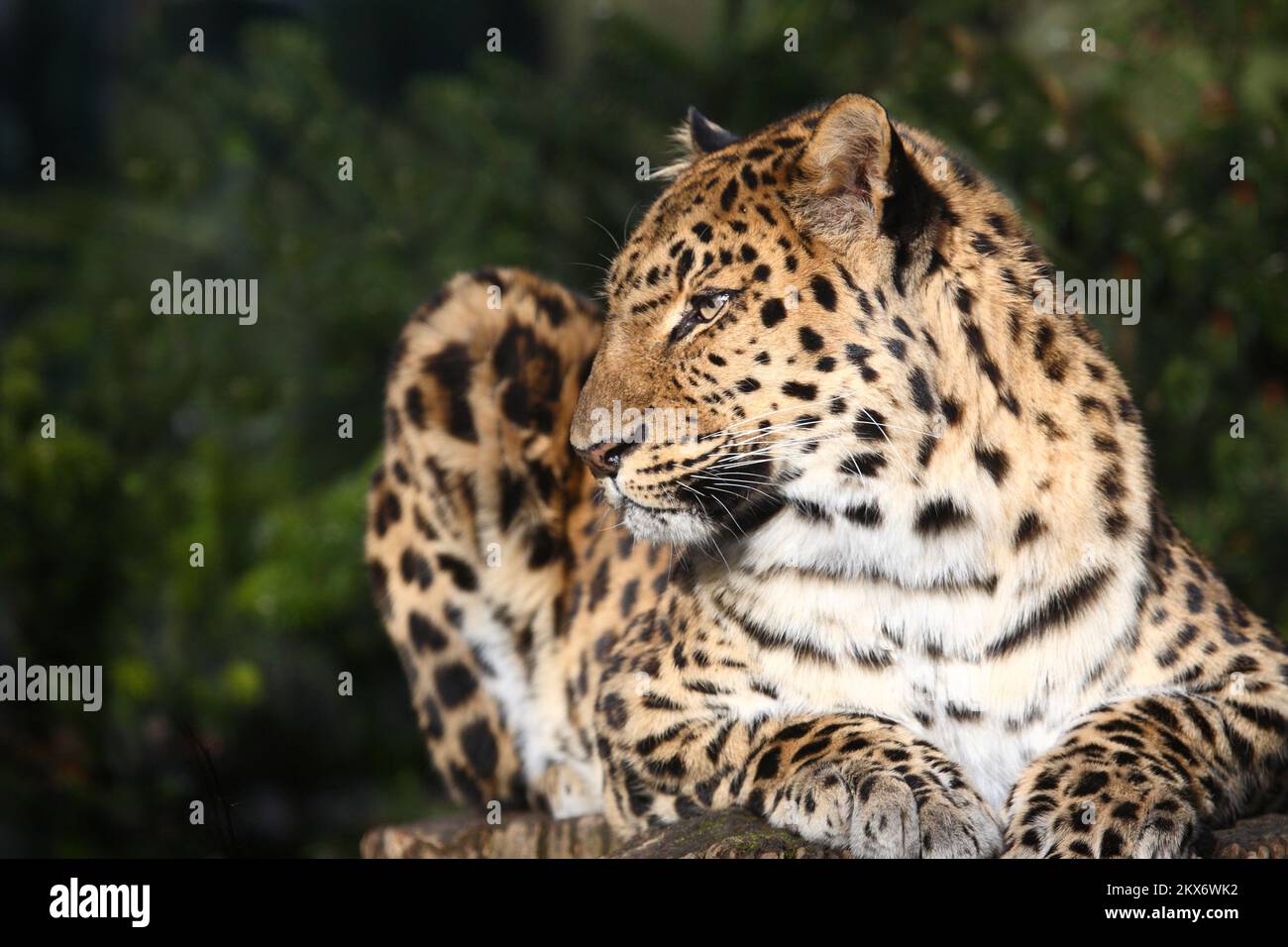 Amurleopard / Amur leopard / Panthera pardus orientalis Stock Photo - Alamy