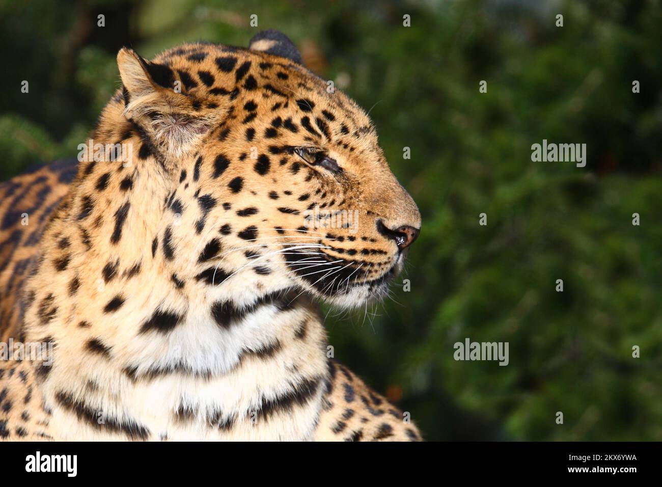 Amurleopard / Amur leopard / Panthera pardus orientalis Stock Photo - Alamy
