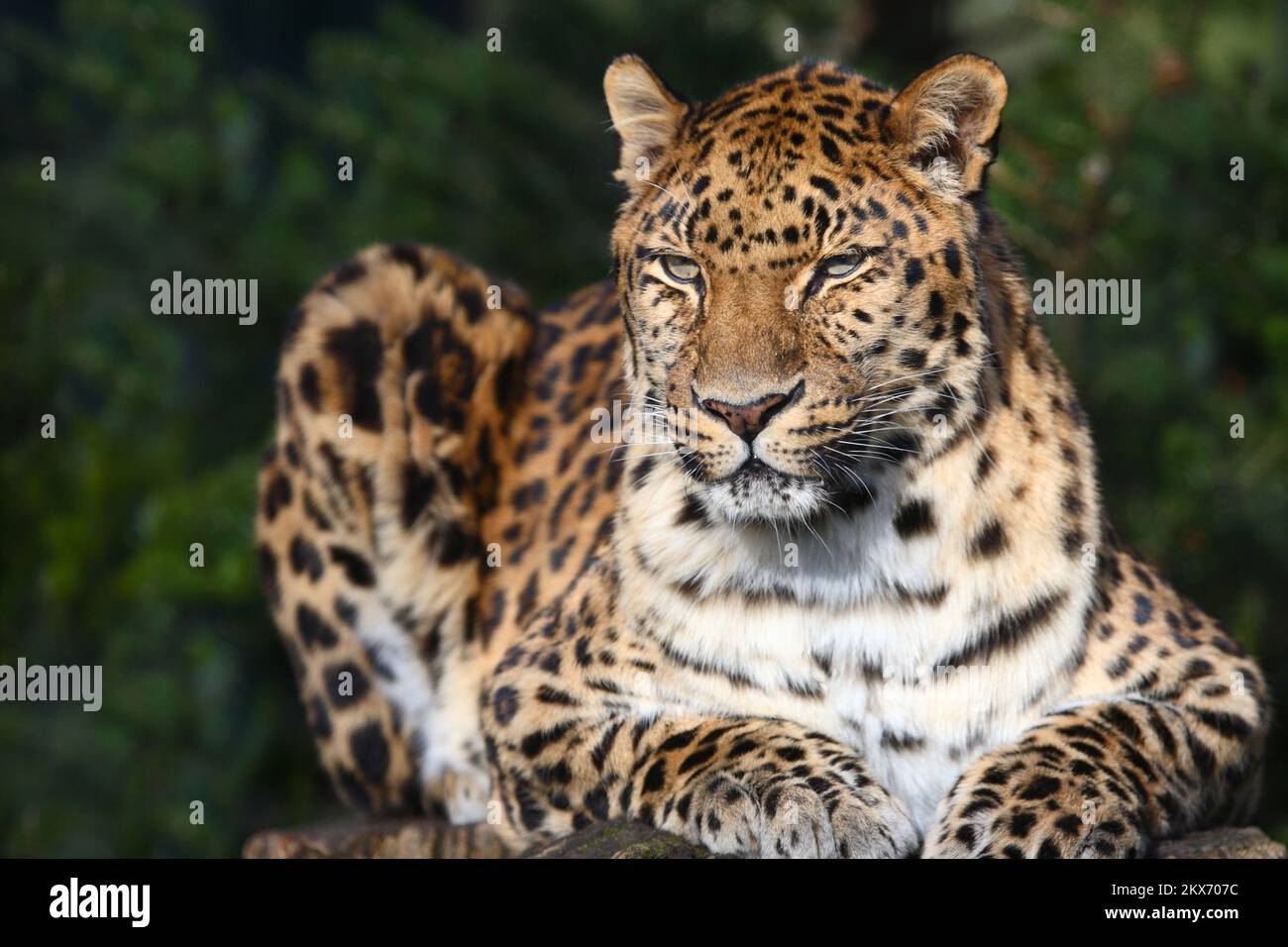 Amurleopard / Amur leopard / Panthera pardus orientalis Stock Photo - Alamy