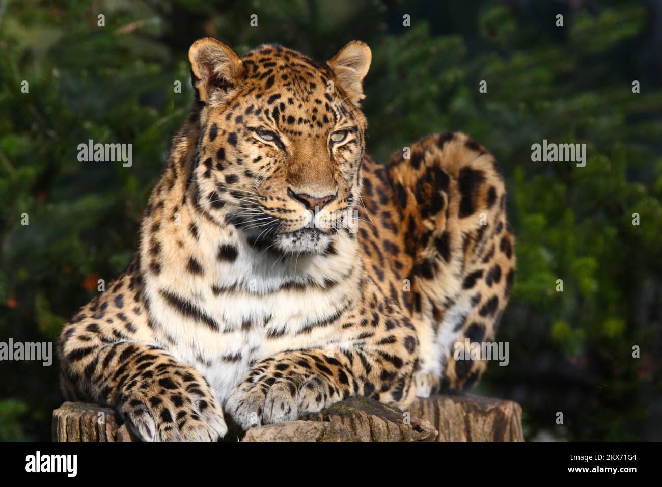 Amurleopard / Amur leopard / Panthera pardus orientalis Stock Photo - Alamy