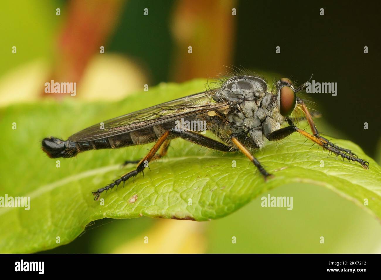 Awl leaf hi-res stock photography and images - Alamy