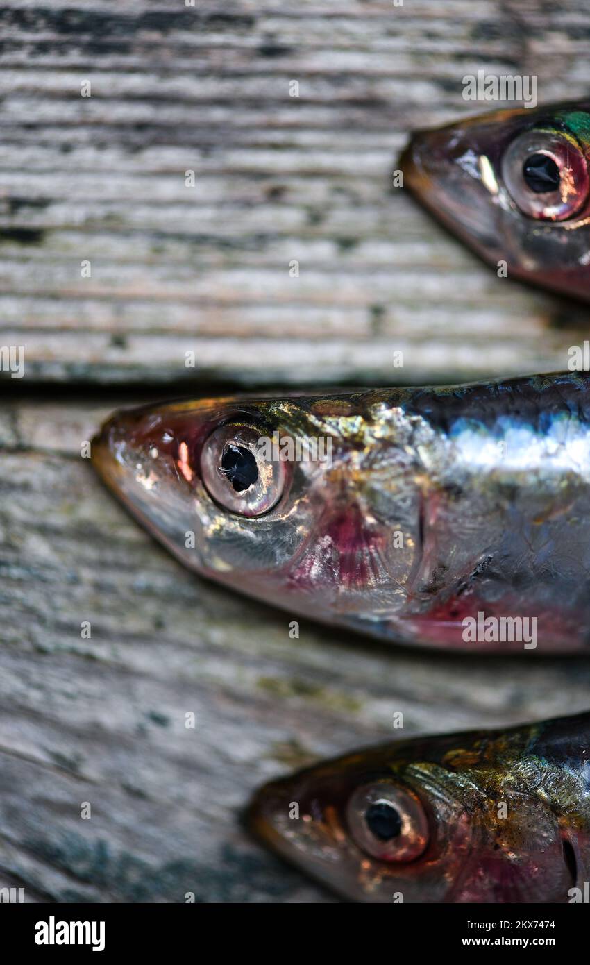 08.07.2018., Zagreb, Croatia - European pilchard. Photo: Sandra ...