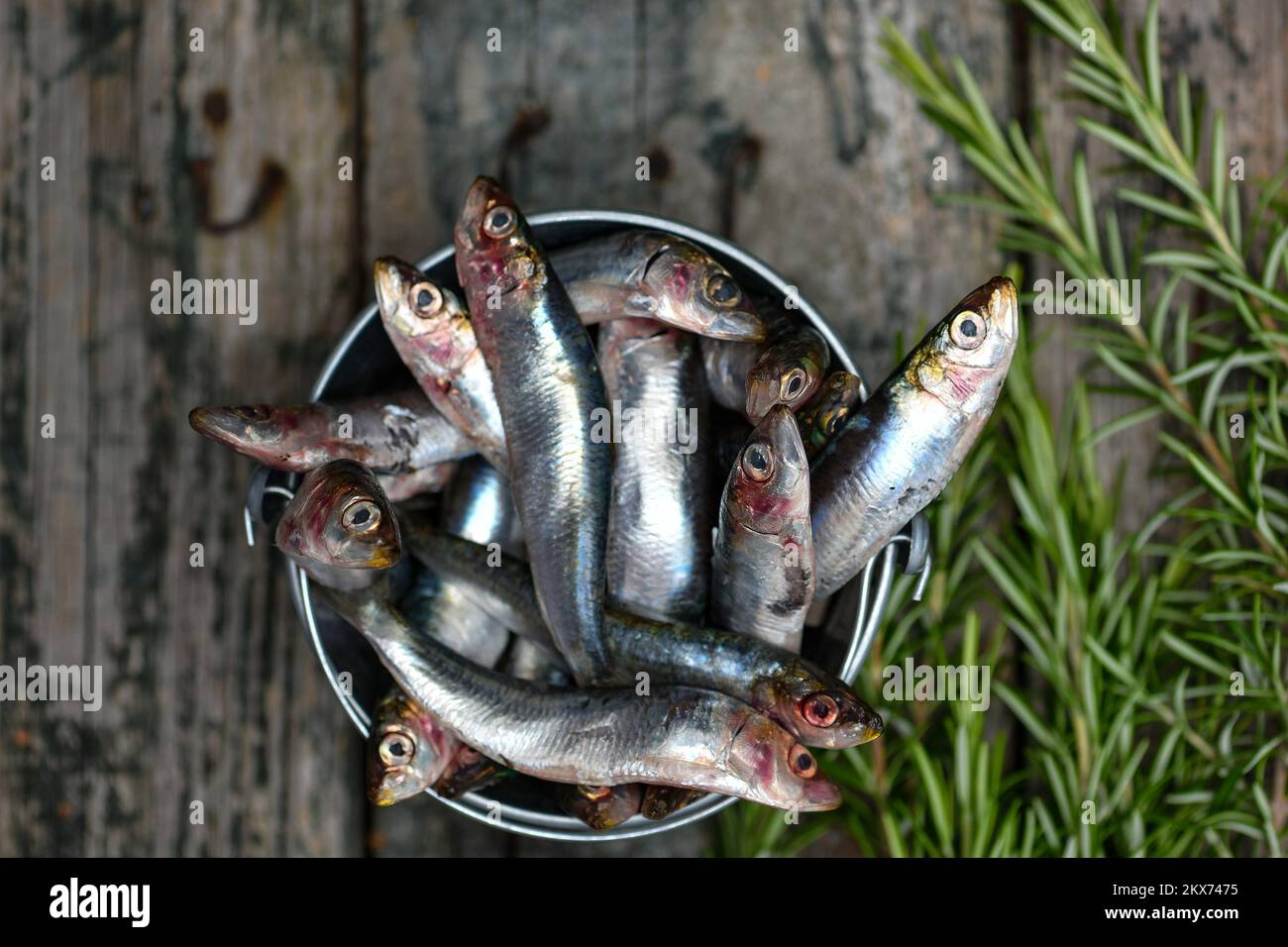 08.07.2018., Zagreb, Croatia - European pilchard. Photo: Sandra ...