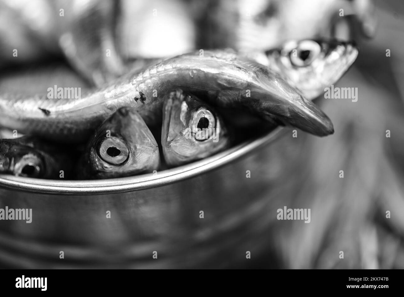 08.07.2018., Zagreb, Croatia - European pilchard. Photo: Sandra ...